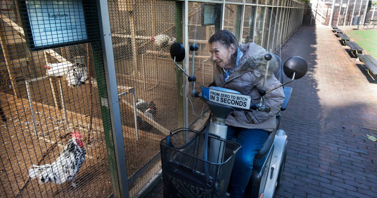PvdD Culemborg slaat alarm om vogelgriep in park De Plantage: ‘Risico ...