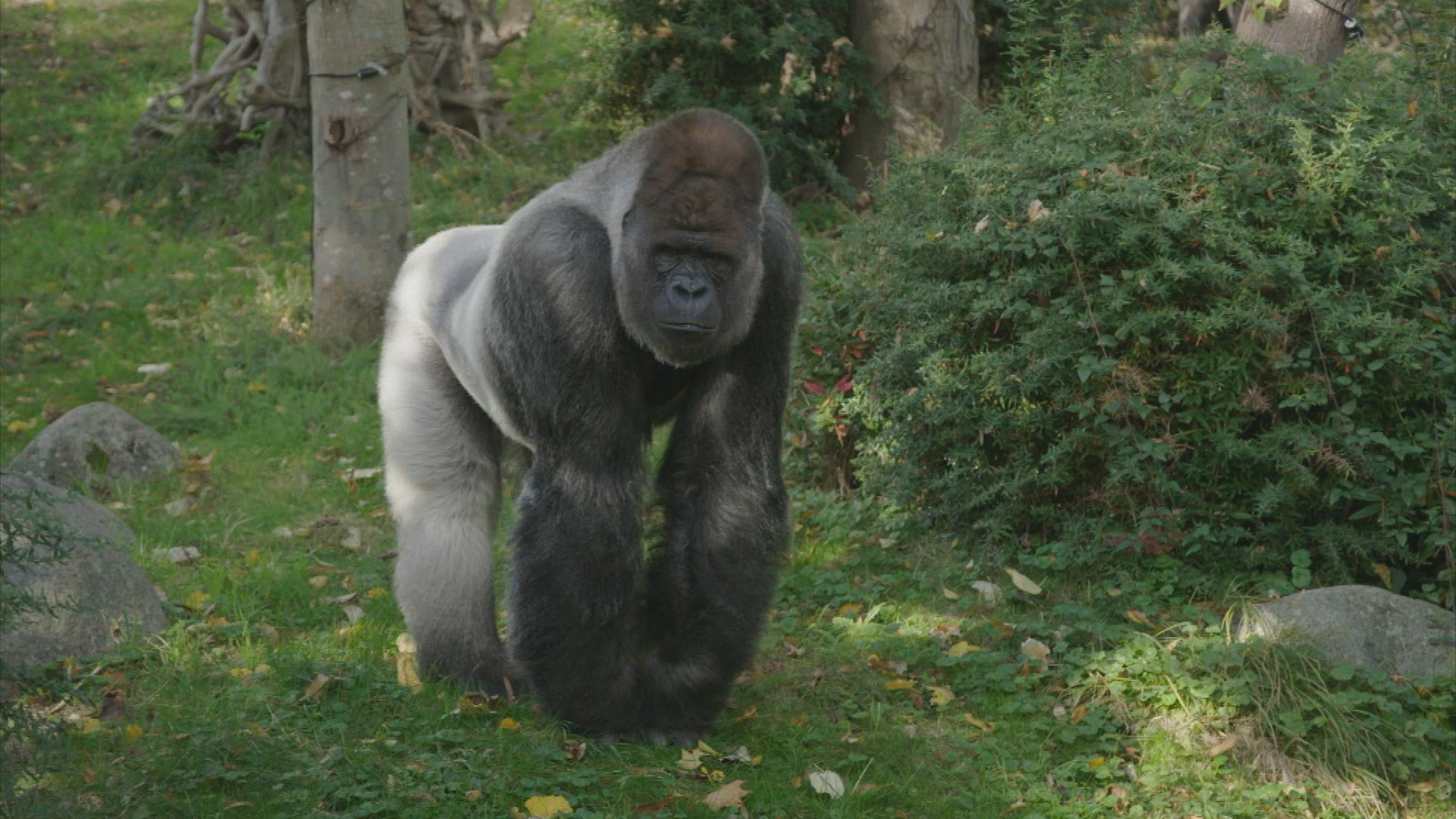 Bokito, le célèbre gorille du zoo de Rotterdam, est décédé | Foto | 7sur7.be