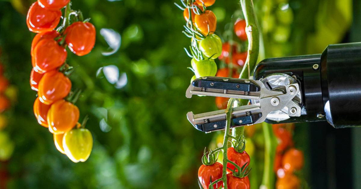 De revolutie van plukrobot in Westlandse kas begonnen: ‘Nog geen sprake ...