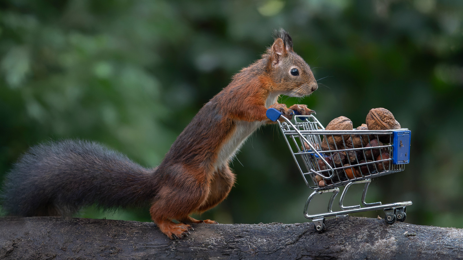 Albert maakte foto's van eekhoorn die winkelwagen vol nootjes ‘plundert ...