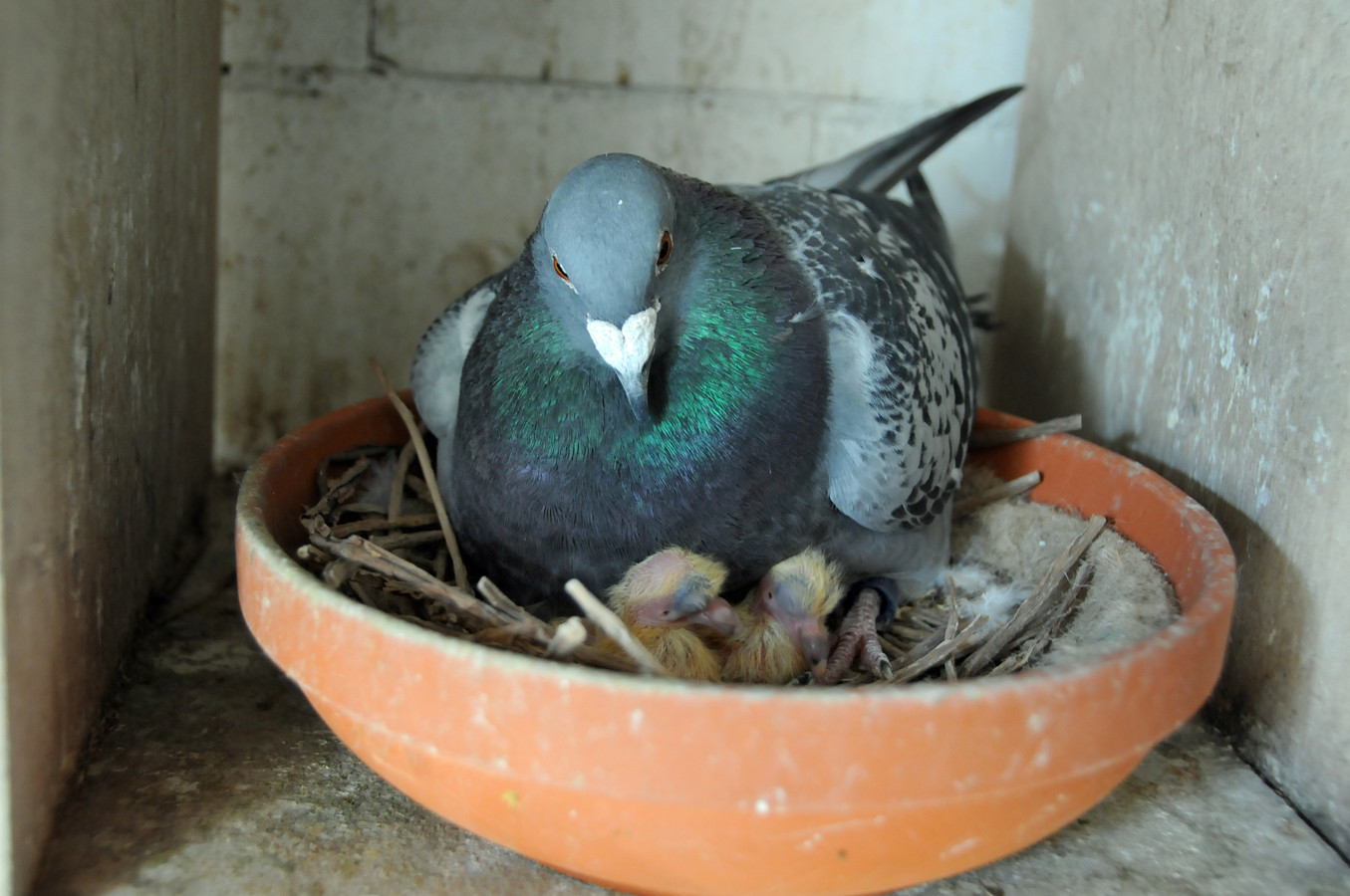 Duivensport op sterven na dood door vergrijzing en havik | Foto | pzc.nl