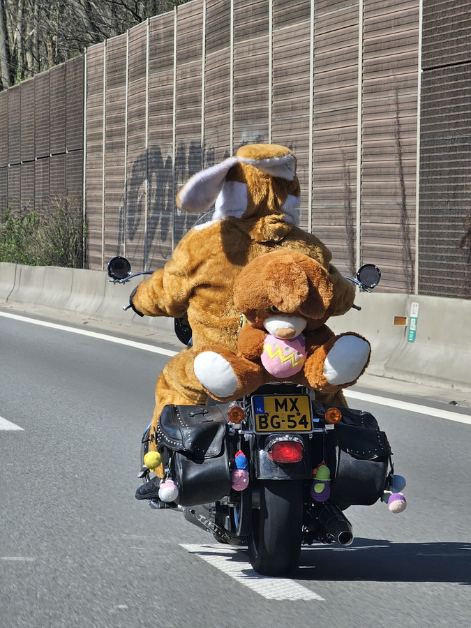 De paashaas komt eraan... op de motor! Motorrijder met konijnenpak ...