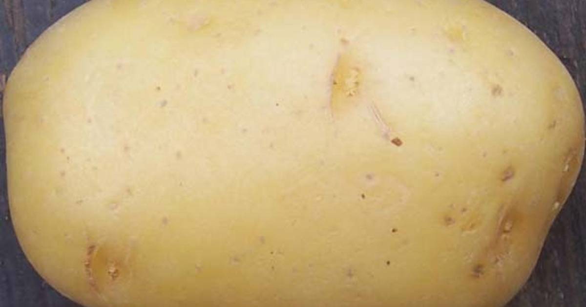 Une patate géante de plus de onze kilos | Insolite | 7sur7.be