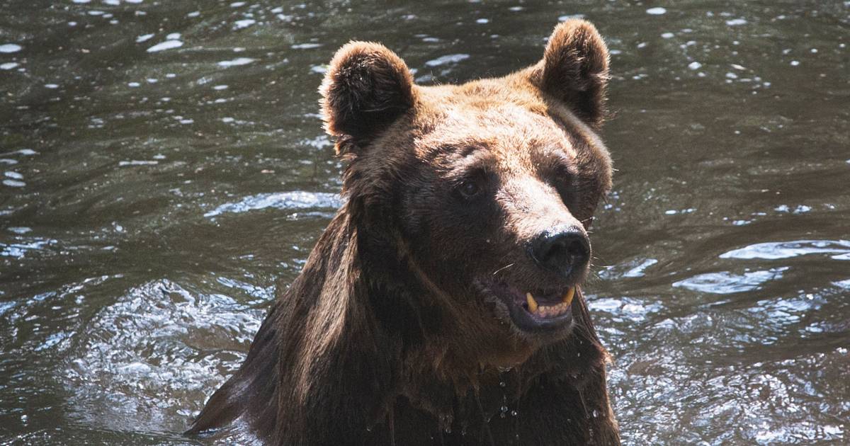 Beer Maria (30) uit het Berenbos overleden: ‘Ze was heel klein, maar ...