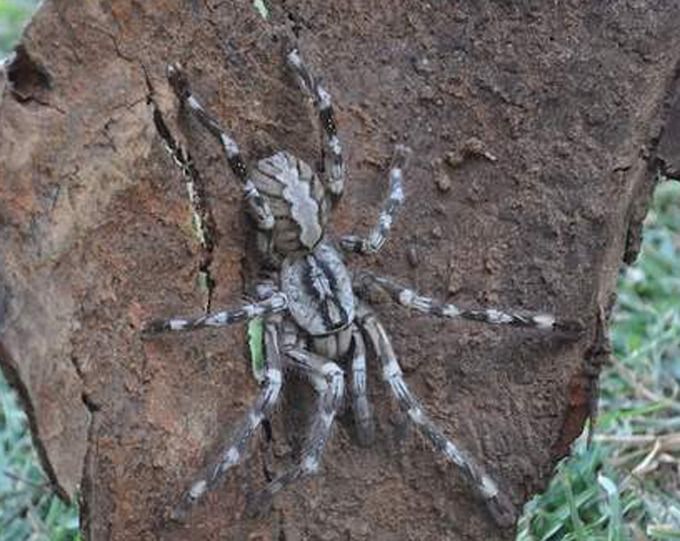 Incroyable découverte d'une mygale géante | Insolite | 7sur7.be