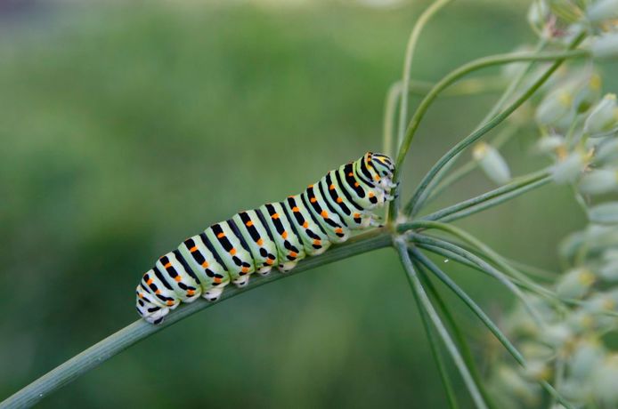 Grootste vlinder van Nederland gezien op Utrechtse Heuvelrug | Utrecht ...