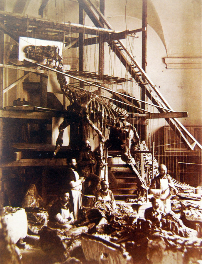 Vondst in Zoutleeuw blijkt oudste hagedis van Europa : “Dollogekko ...