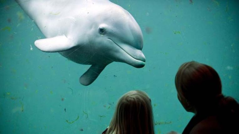 Dolfijn bevalt in Dolfinarium | Het Parool
