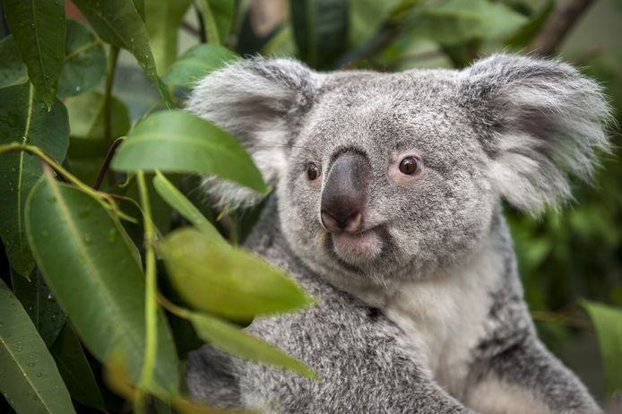 Koala Alinga overleden in Antwerpse ZOO: "Ze was een schoonheid met pit ...