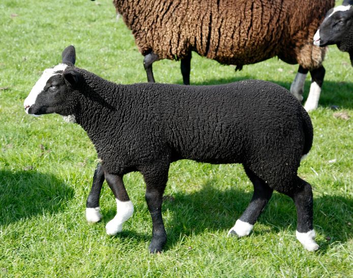 Schaap met vijf poten geboren op sterfdag Adèle Bloemendaal | Zeeuws ...