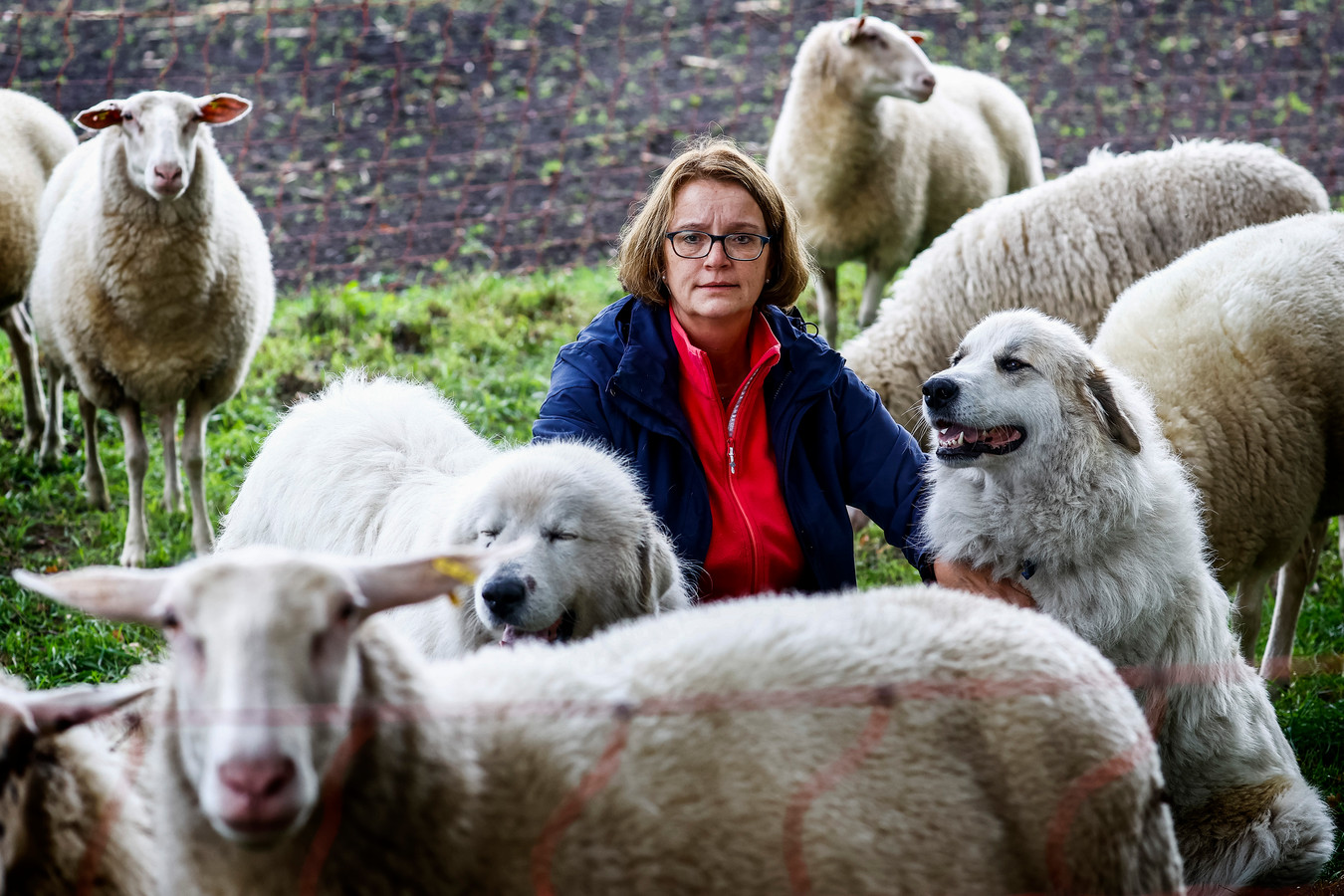 Hoe moet het verder met de wolf en het schaap? ‘Als je wolven wil, moet ...