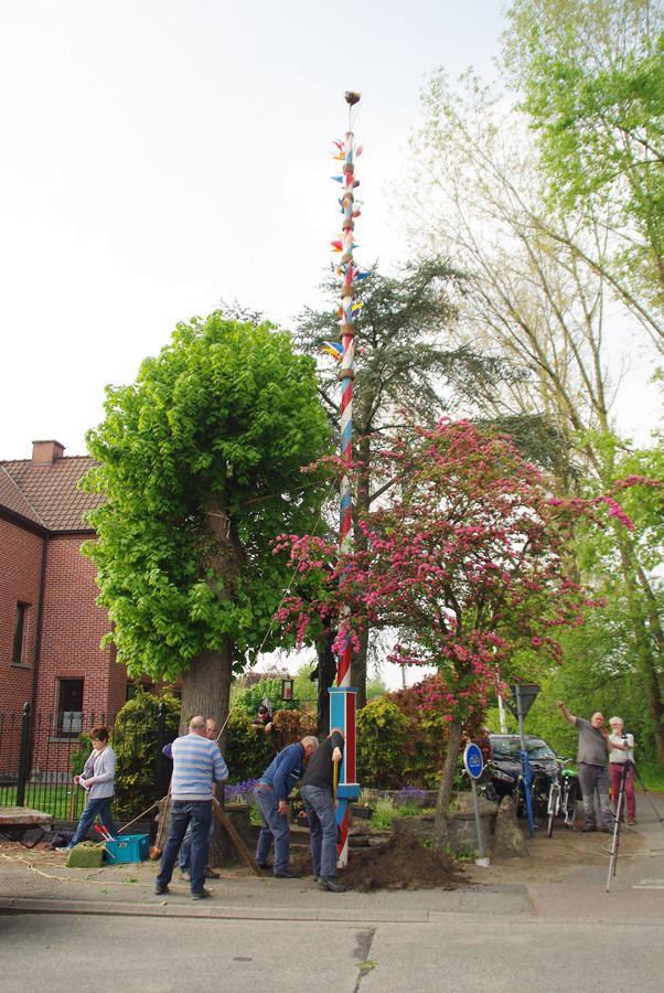 Gilde Van het Heilig Kruis plant maandag meiboom | Foto | hln.be