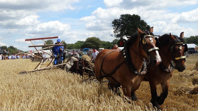 Boerendag Alphen: Brabantse nostalgie op zijn best | Alphen-Chaam | bd.nl