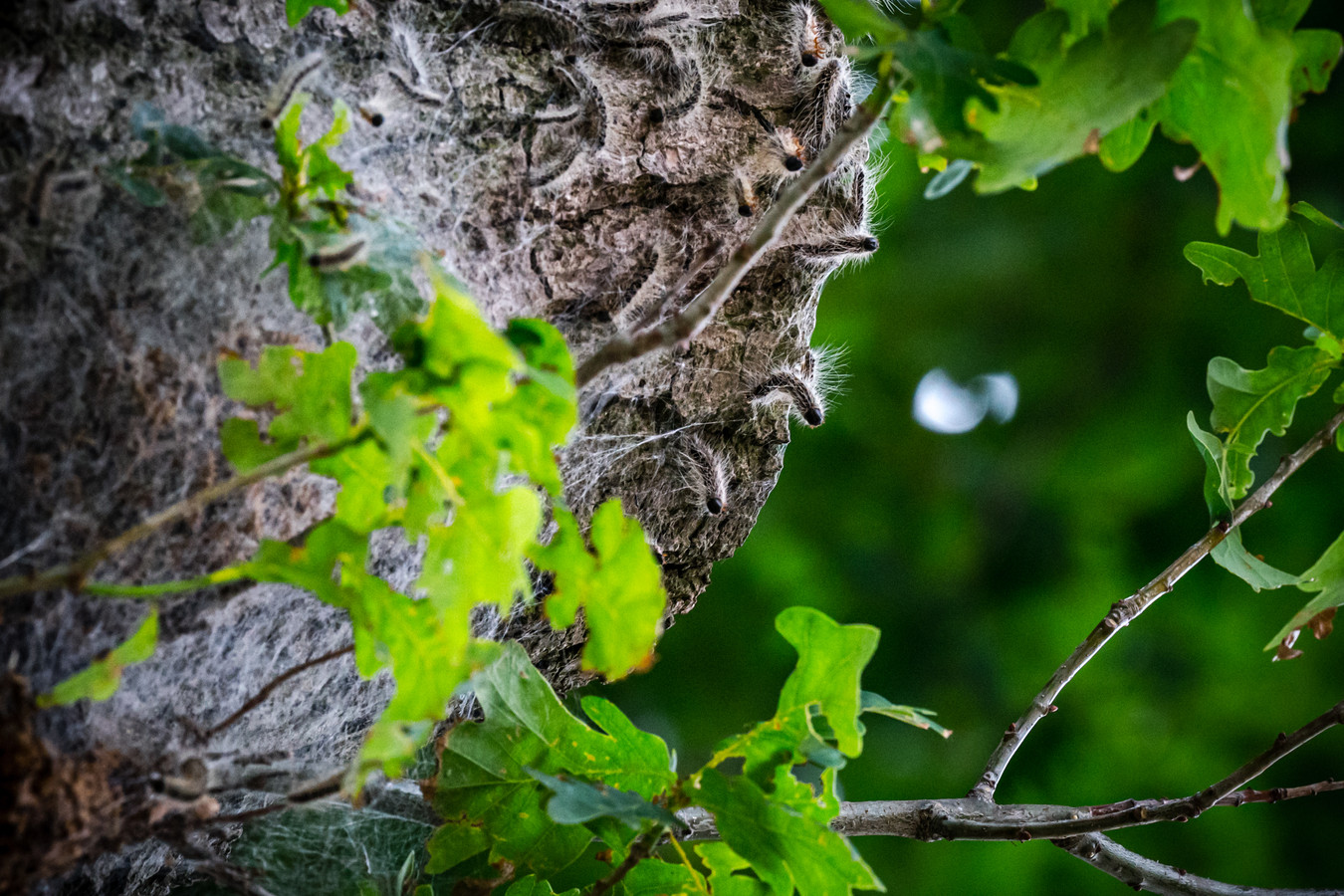 Met de eikenprocessierups gaat het prima. Maar met zijn buren... | Foto ...