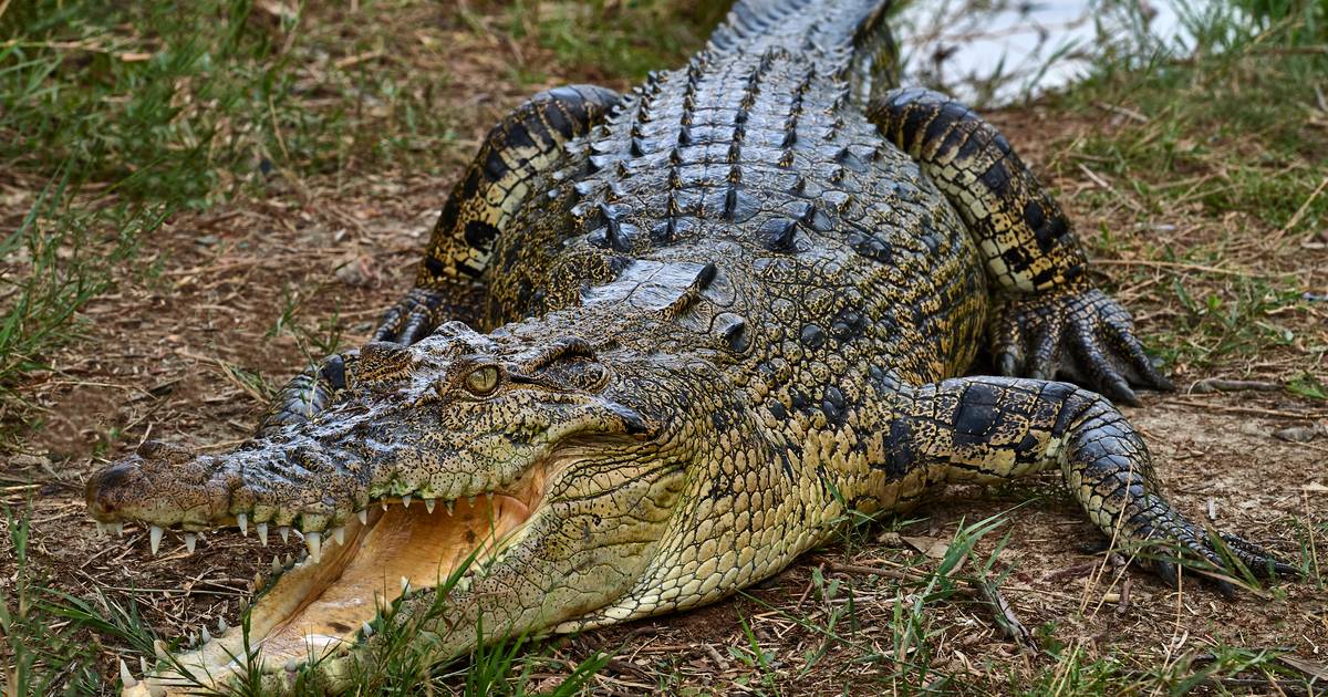 Un adolescent porté disparu, potentiellement “attaqué par un crocodile ...