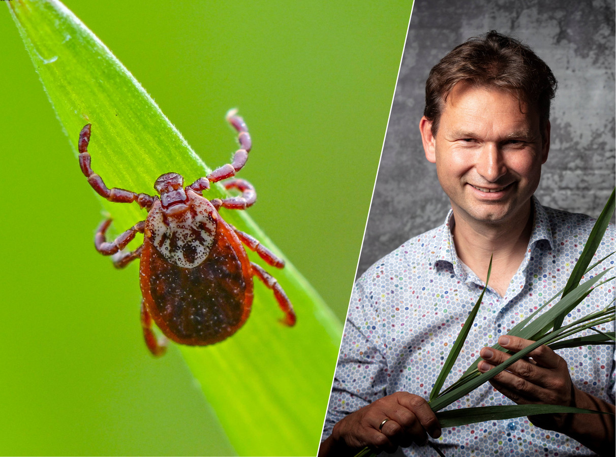 Dit moet je volgens bioloog weten over de teek: ‘Ze vallen niet op ons ...