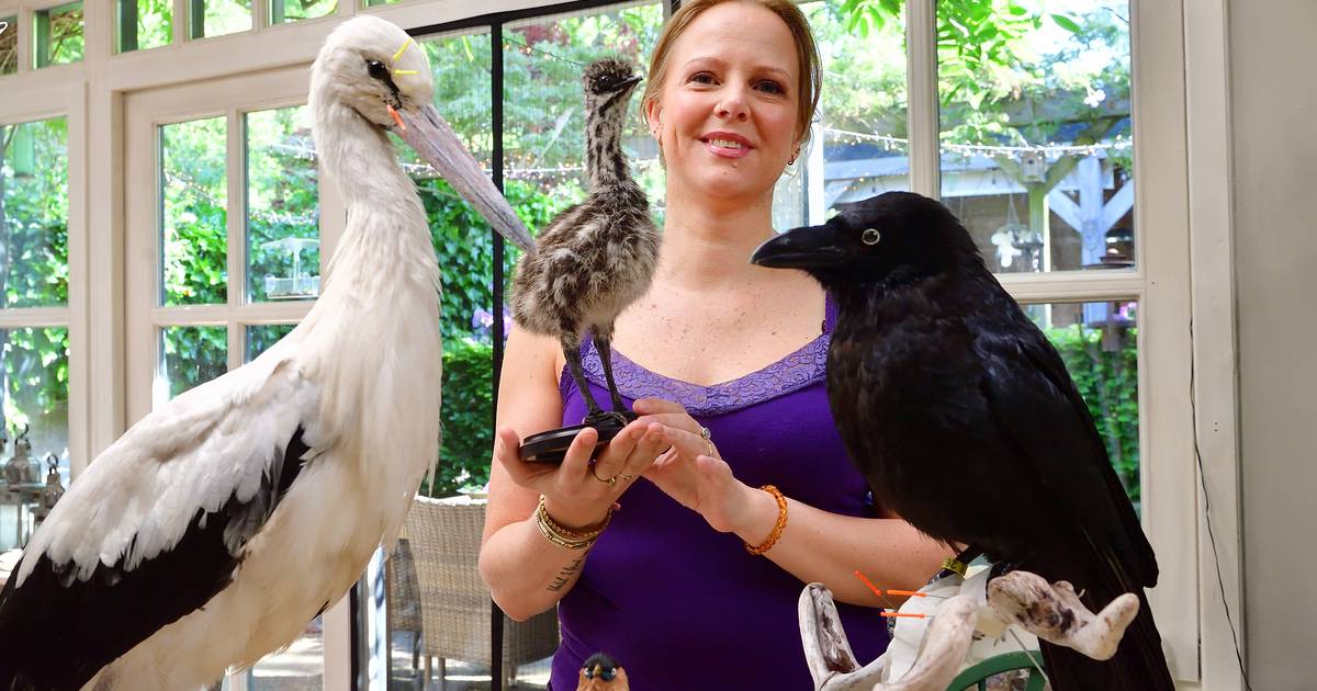 Taxidermist Laura: ‘Het is zonde als een mooi dier zomaar vergaat ...