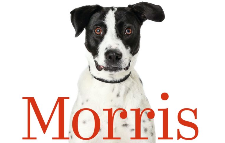 Morris (7+) van Ensemble Oxalys: mooie vertelling, maar voor wie?