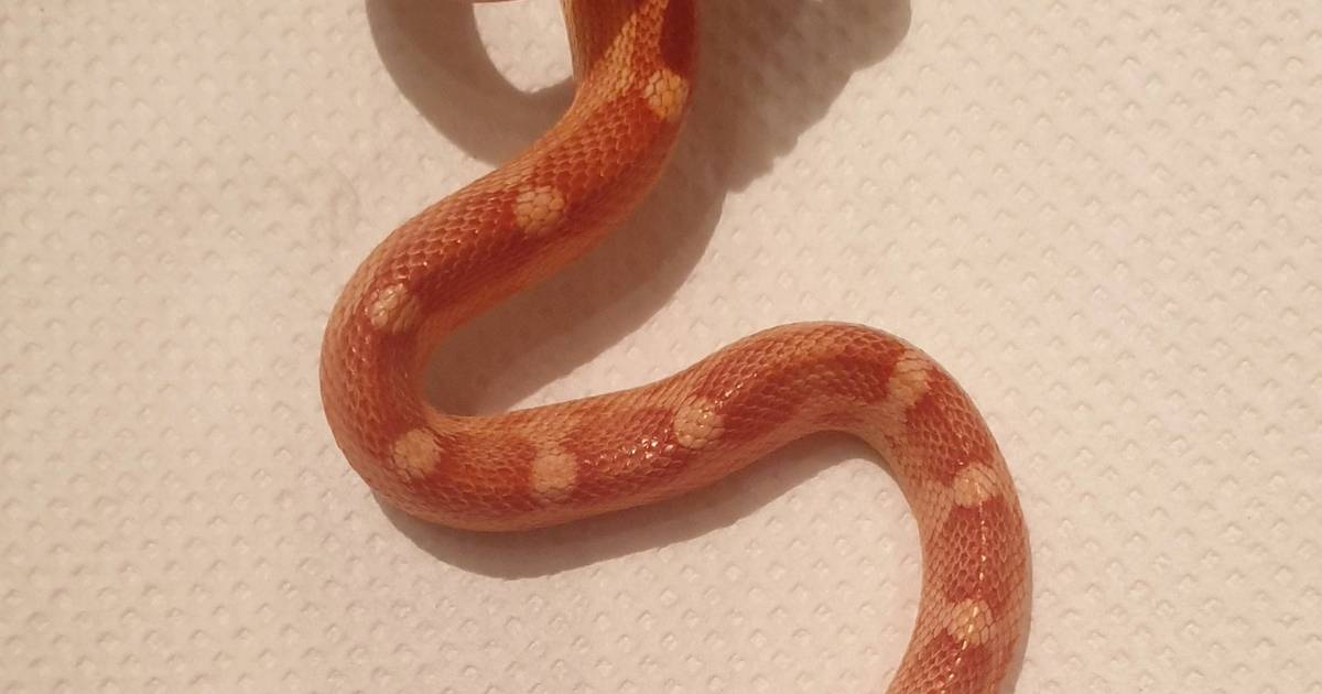 Jonge korenslang verstopt zich 25 dagen in de polyvalente zaal van ...