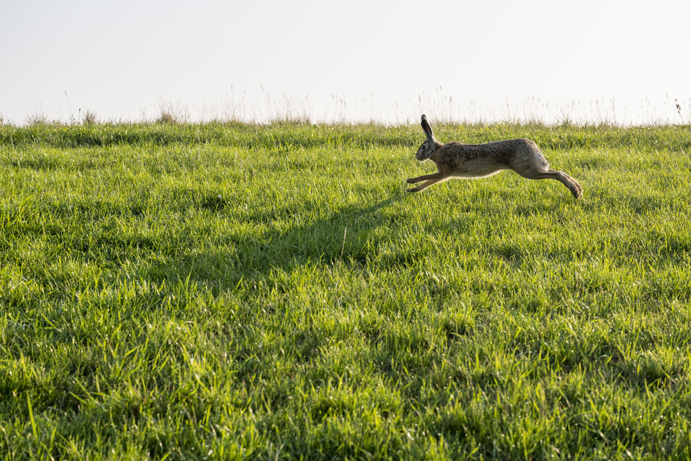 Hoe een koe een haas vangt | Foto | gelderlander.nl