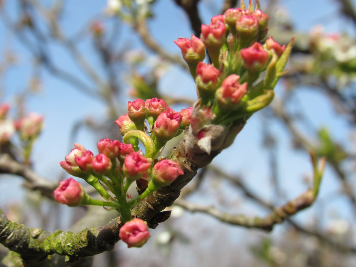 De 15 mooiste ingezonden lentefoto's | Foto | pzc.nl