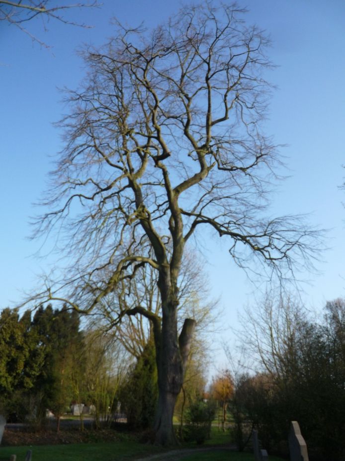 Zieke lindeboom verdwijnt van begraafplaats Goes | Bevelanden | pzc.nl