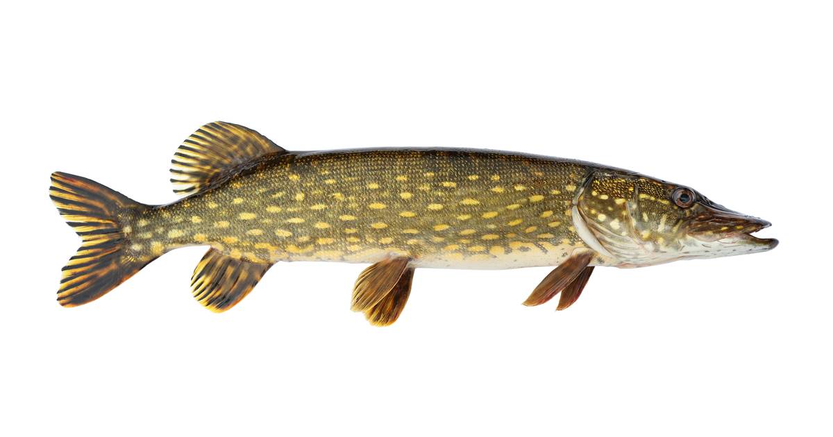 Dagje gratis ferry voor elke Baars, Snoek of Visser | Walcheren | pzc.nl