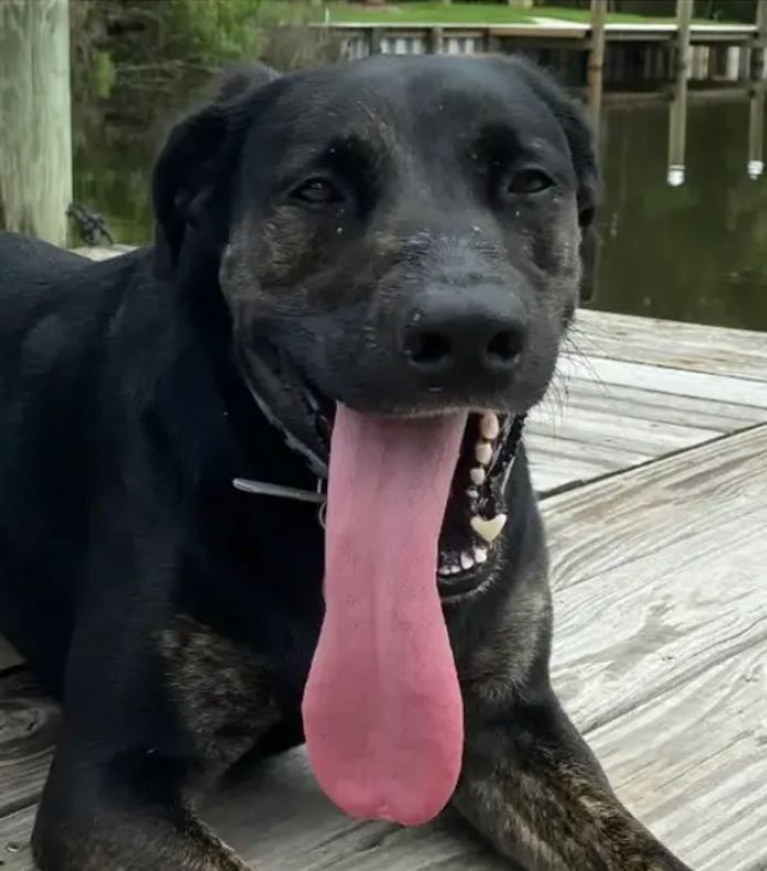 Zoey heeft langste hondentong ter wereld | Het leukste van het web | hln.be