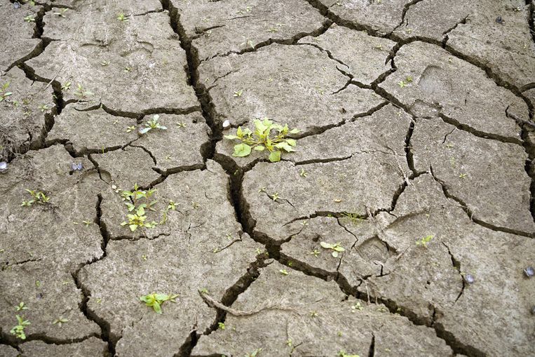 Ergste droogte in Europa in 500 jaar: ‘Mediterranisering’ van Nederland ...