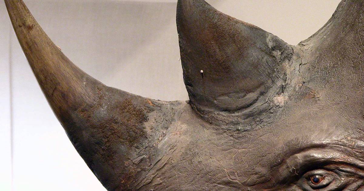 Dief ontvreemdt hoorn van neushoorn uit glasvezel | Dieren | hln.be