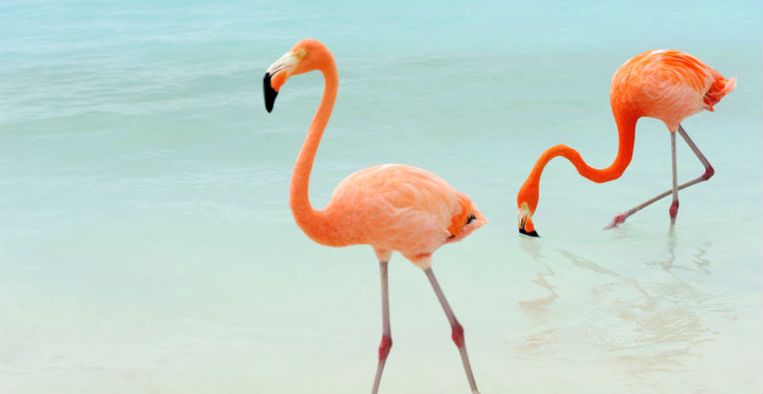 Dít is waarom flamingo's roze zijn | Libelle