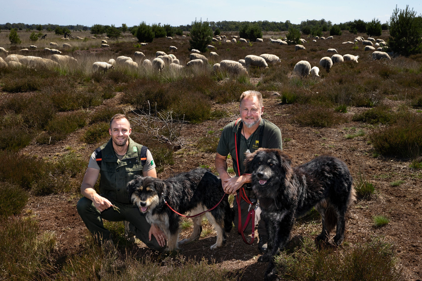 Met schaapsherder Riaan kleurt natuurpoort De Plaetse in Heeze een ...