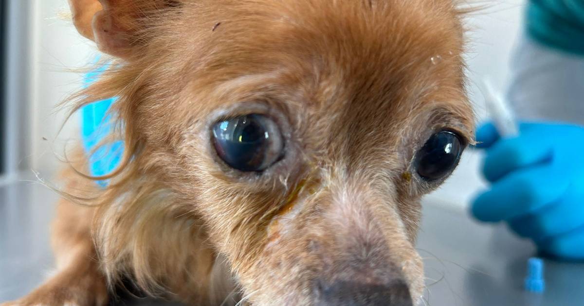 Uitgedroogd, vermagerd en onder de vlooien: doodzieke hond Muppet uit ...