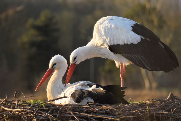 Het Zwin staat dit weekend in het teken van de ooievaar, inclusief ...
