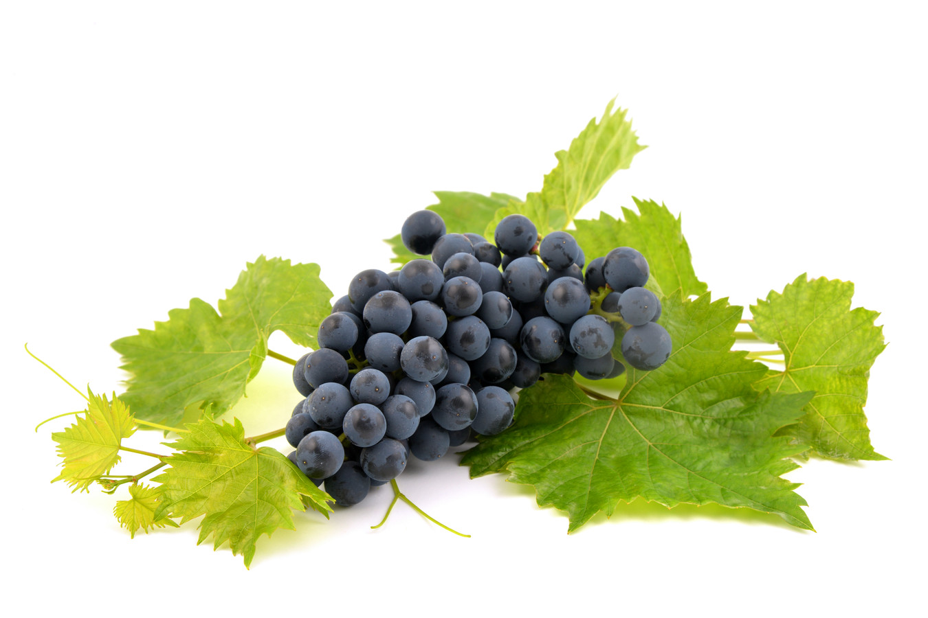 Waarom dit de tijd is om druiven te planten: ‘zelfs in een heel arme ...