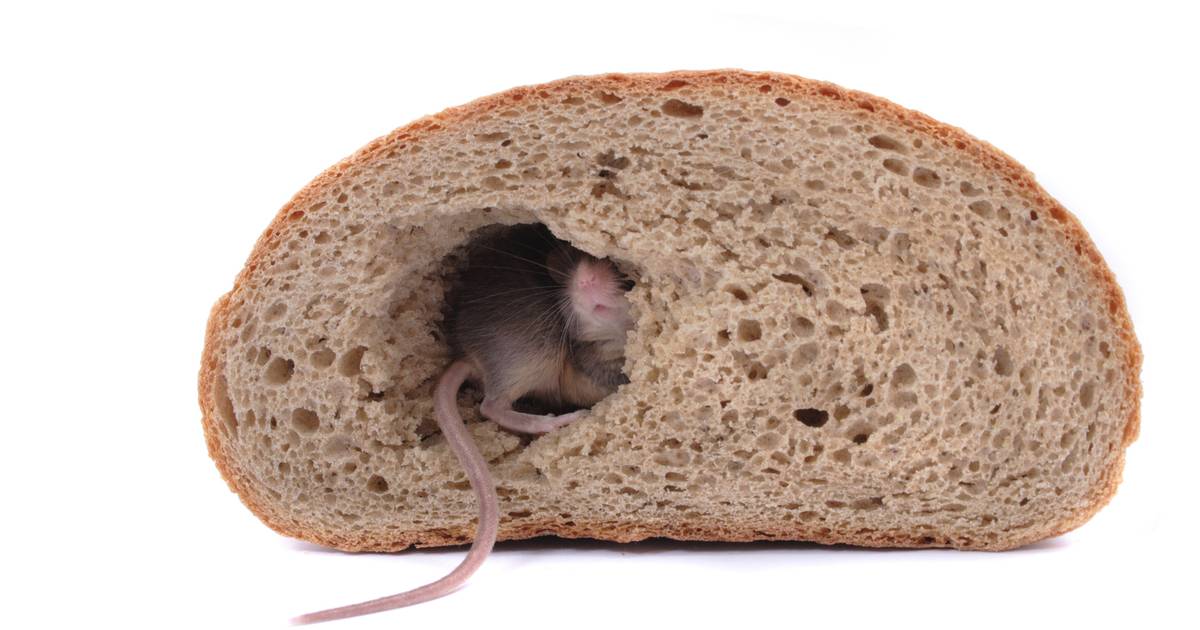 Elle découvre une queue de rat dans son sandwich | Monde | 7sur7.be