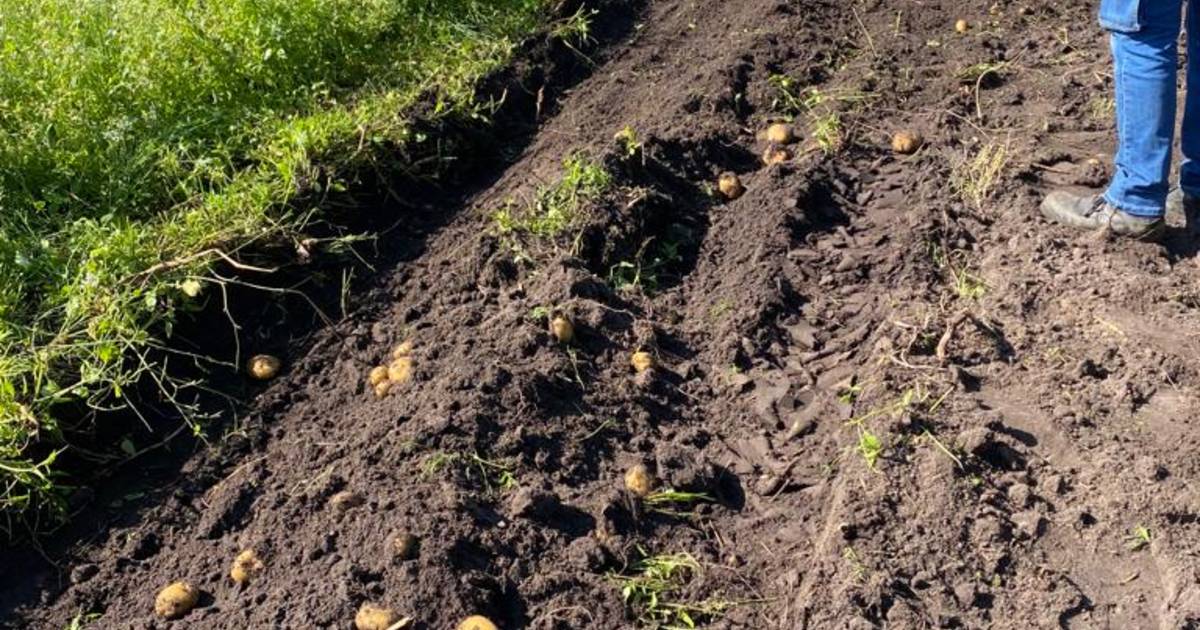 Aardappelen rapen zoals dat vroeger ging: jeugd in Luttenberg moet aan ...