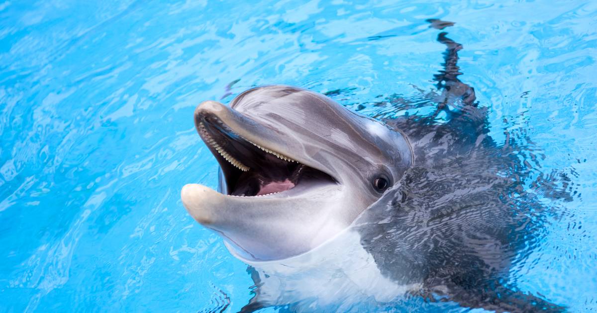 Zelfdoding dolfijn Mosa (7): gevolg van opspelende hormonen of dierenmishandeling? | Buitenland ...