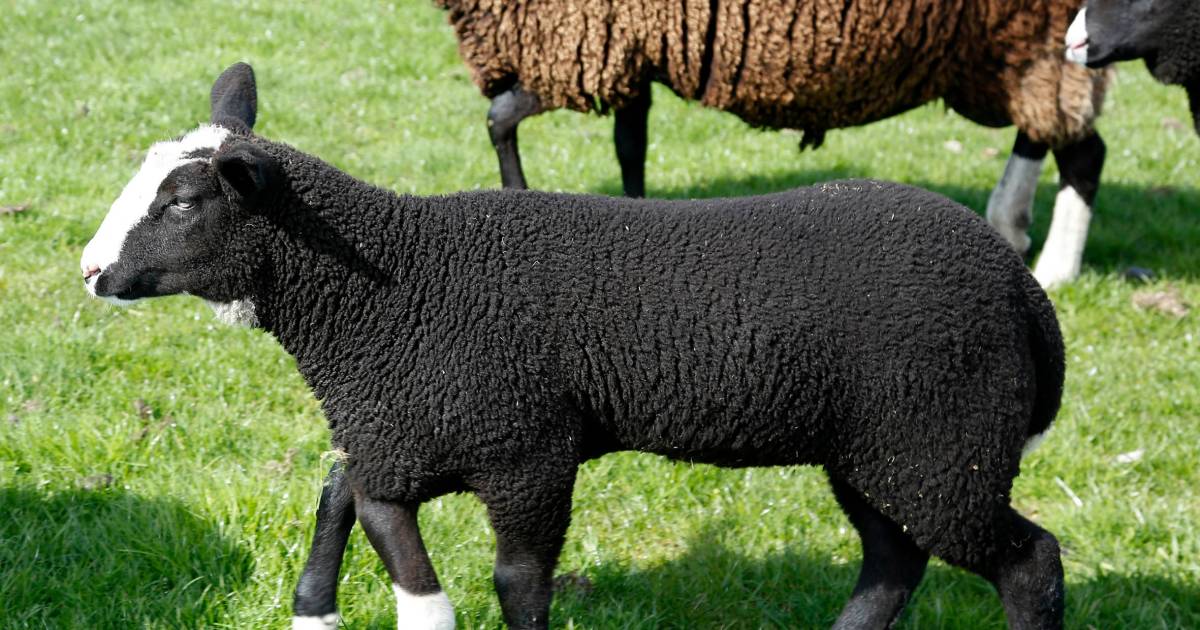 Schaap met vijf poten geboren op sterfdag Adèle Bloemendaal | Zeeuws ...