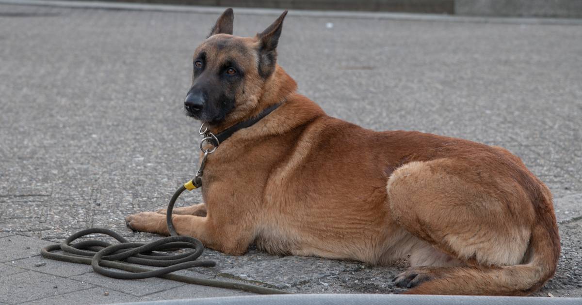 Zes honden in beslag genomen wegens mishandeling | Deurne | hln.be