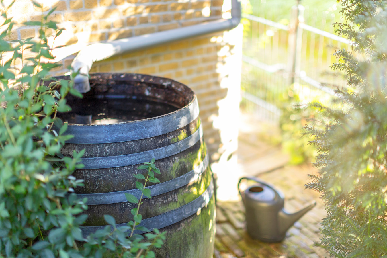 Regenwater langer vasthouden: inwoners Cranendonck krijgen geld terug ...