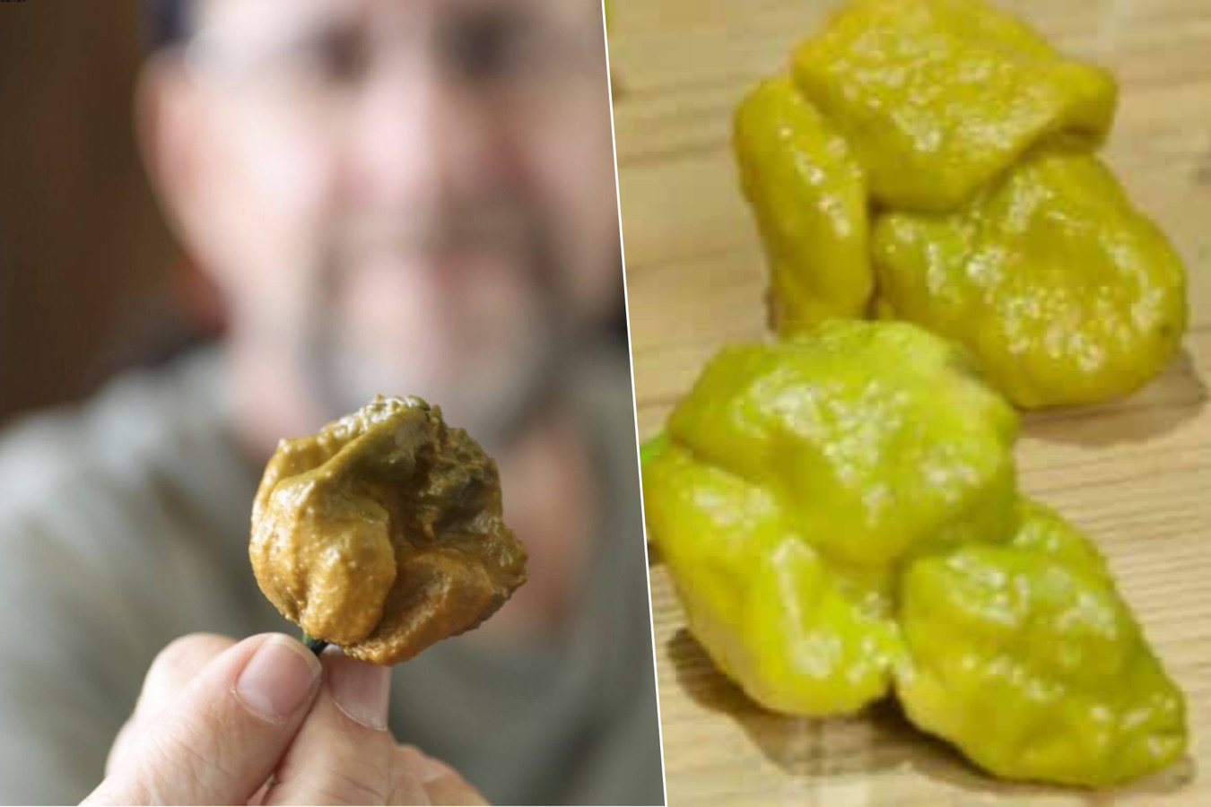 De Pepper X is vanaf nu de heetste peper ter wereld: “Een uur lang plat ...