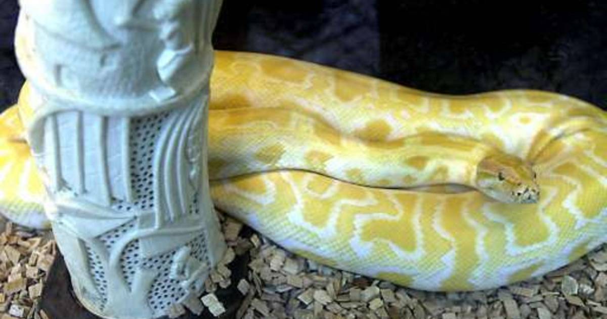 Vrouw gewurgd door huisdier: een tijgerpython van 4 meter | Dieren | hln.be