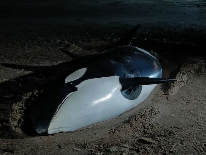 Aangespoelde orka overleden op strand van Cadzand | Dieren | hln.be