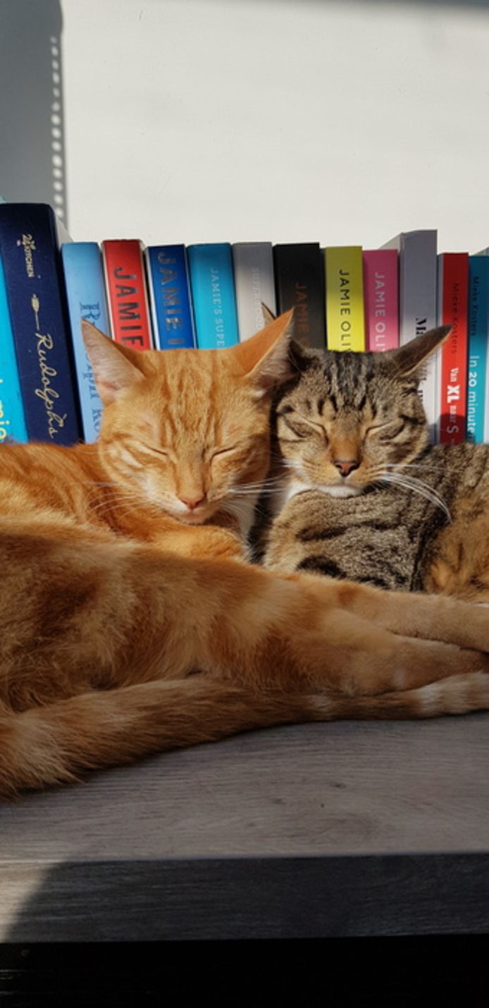 Dexter, Gradje en Checo, deze dieren hebben opvallende namen: ‘Das ...