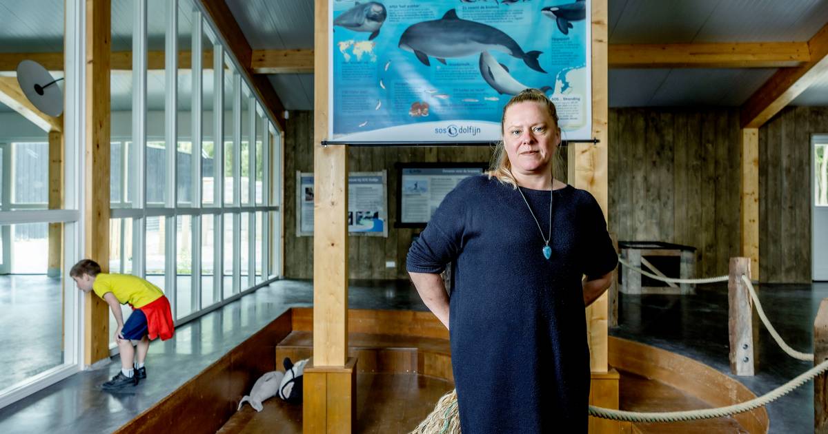 SOS Dolfijn ging door hel na vertrek uit Dolfinarium in Harderwijk ...