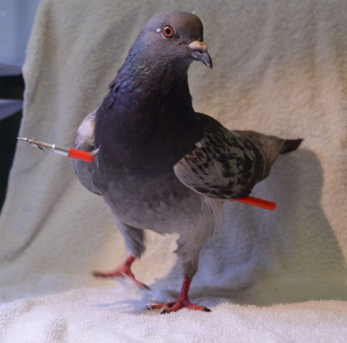 Rotterdamse schutter Fouad L. was een dierenbeul en werd een moordenaar ...