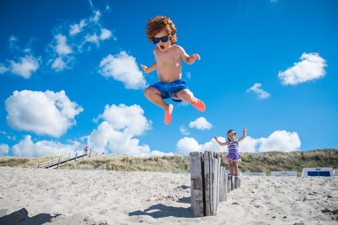 Schuilgaan achter zonnebloem | Brabant | bndestem.nl