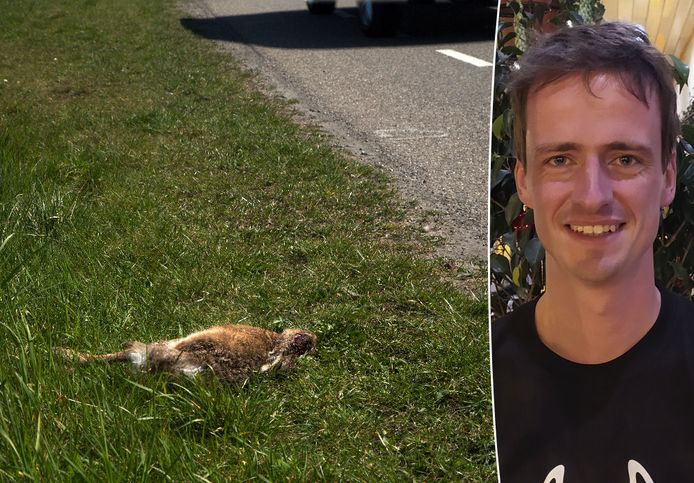 Meer wilde dieren sneuvelen in het verkeer: “Heb je een dood dier ...