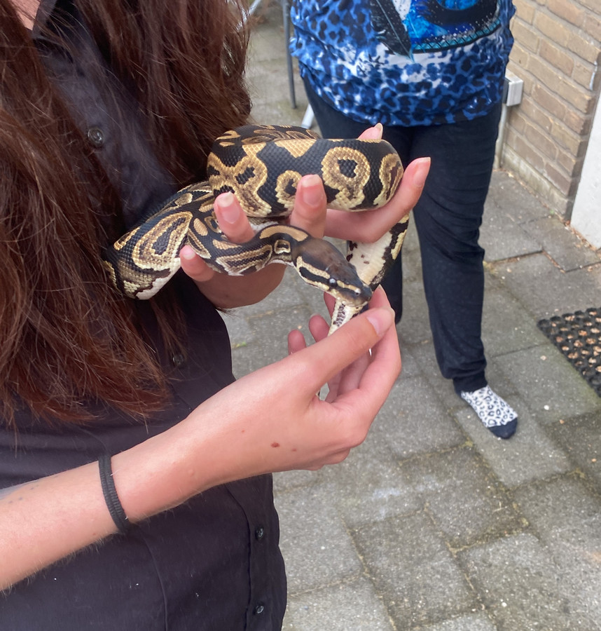 Rust keert terug in Maartensdijk: ontsnapte python zat in de keukenla | Foto | AD.nl